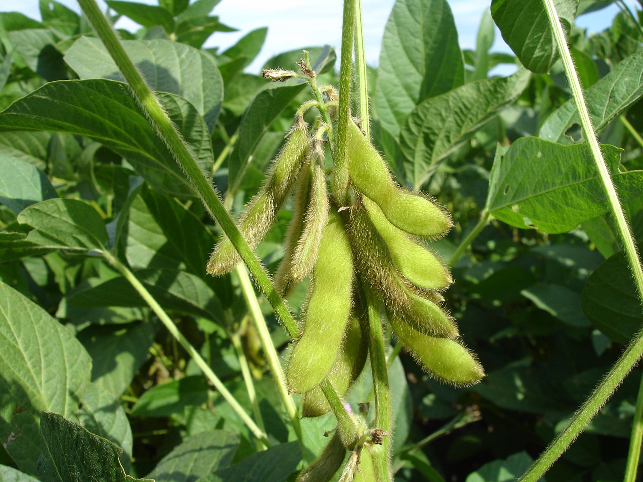 Growing Soybeans: The Complete Guide to Plant, Grow, and Harvest Soybeans