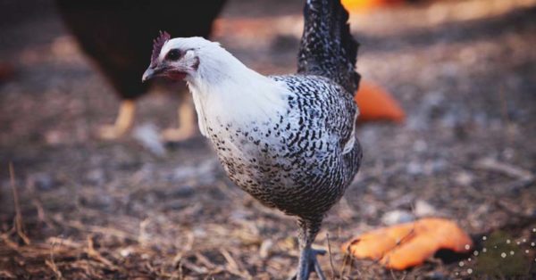 About Fayoumi Chickens: Backyard Egyptian Birds