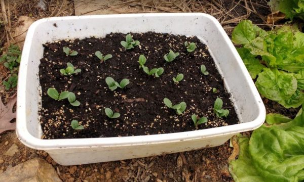 How to Store Seeds Correctly and Why It Is Vitally Important