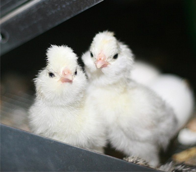 About Sultan Chickens: Adorably Comical and Wacky Birds