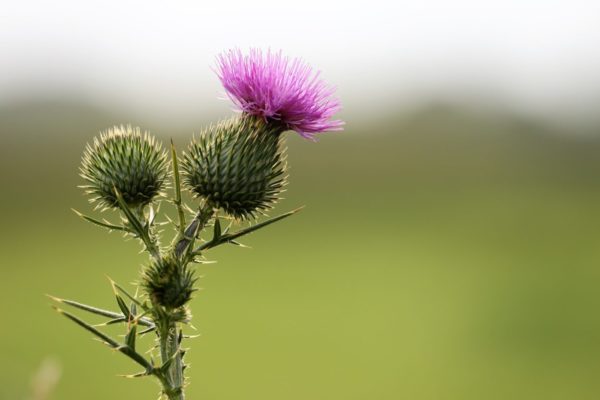 Growing Burdock: The Complete Guide to Plant, Grow and Harvest Burdock