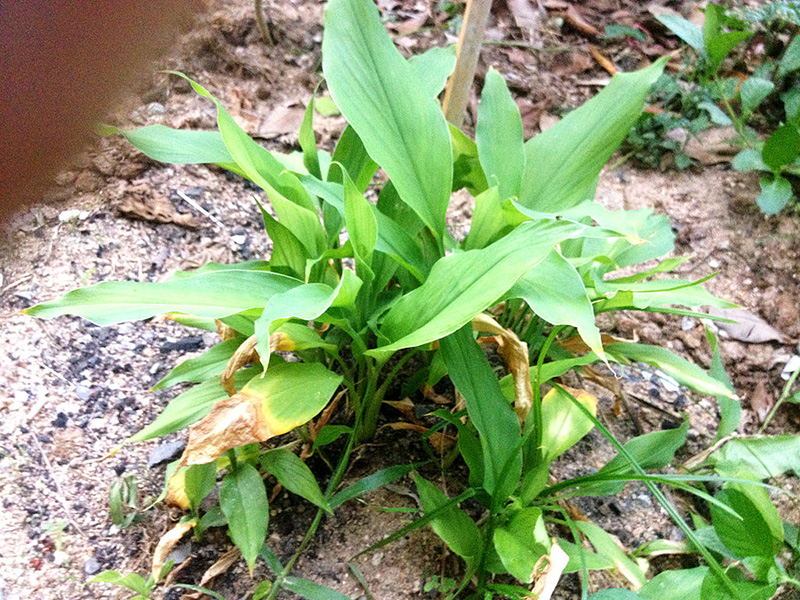 Growing Ginger: The Complete Guide to Plant, Grow and Harvest Ginger