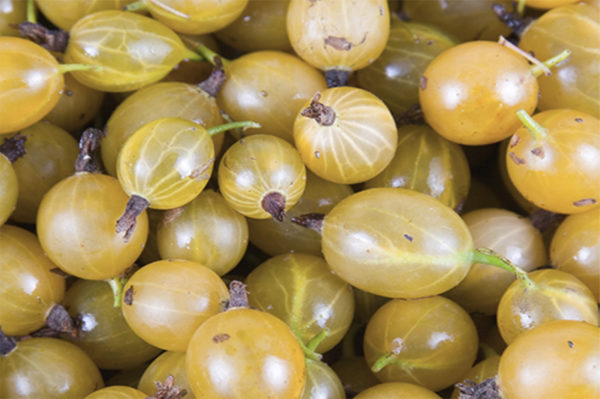 Growing Gooseberries: A Complete Guide to Plant, Care, & Harvest ...