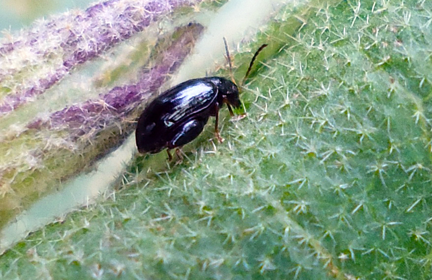 Black Bugs On Tomatoes