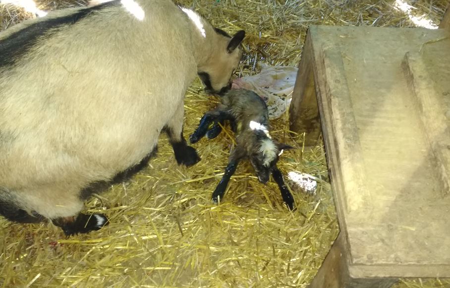 Suckling and the Vital Importance of Colostrum for Goat Kids
