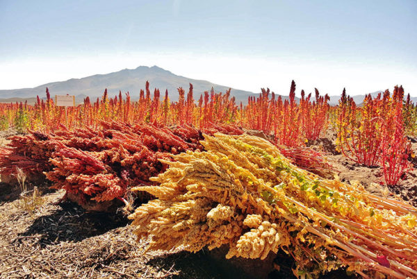 Growing Quinoa: A Complete Guide on How to Plant, Grow, & Harvest Quinoa