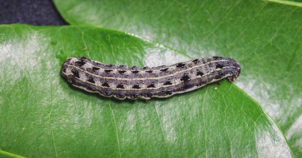 How to Identify and Get Rid of Cutworms From Your Garden