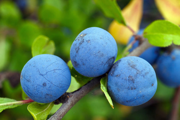 Growing Plums: The Complete Guide to Plant, Grow, and Harvest Plums