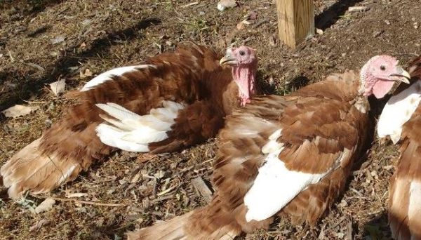 Turkey Anatomy: Revealing the Mysteries of Snood, Caruncle, Wattle, and ...