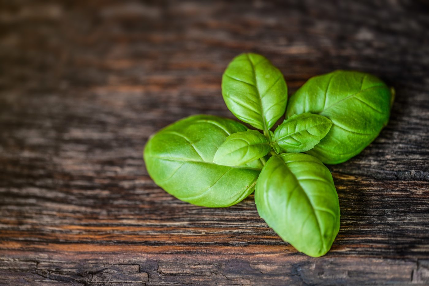 4 Best Methods to Dry Basil and Preserve Your Harvest