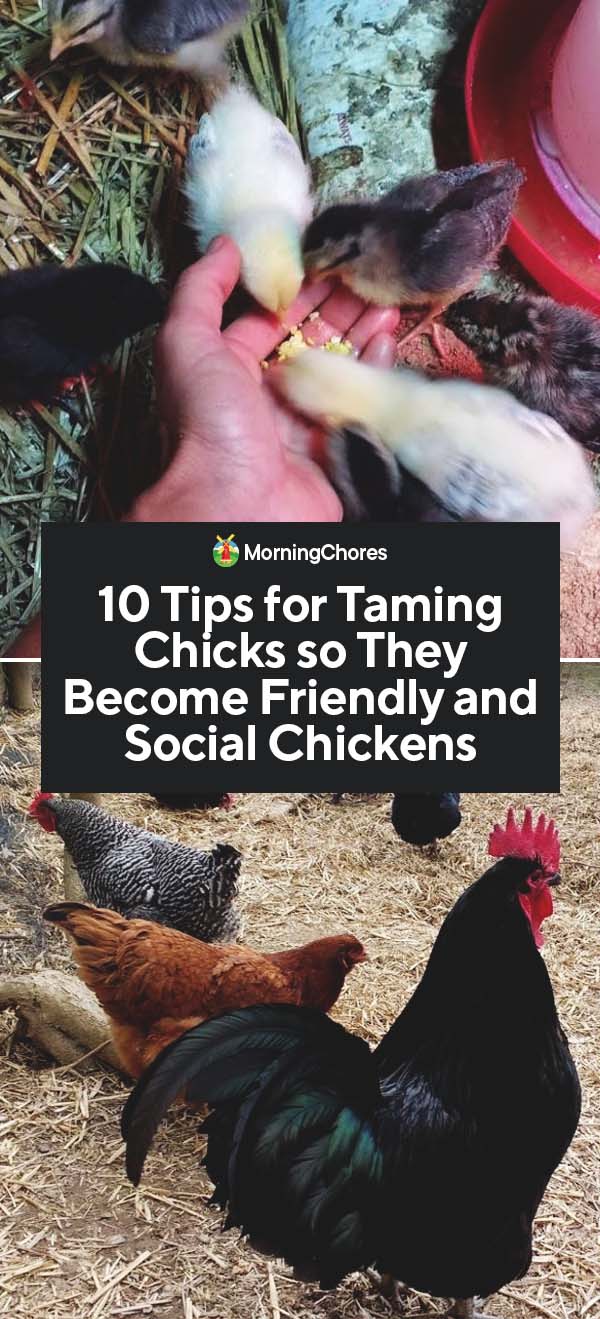10 Tips for Taming Chicks so They Become Friendly and Social Chickens