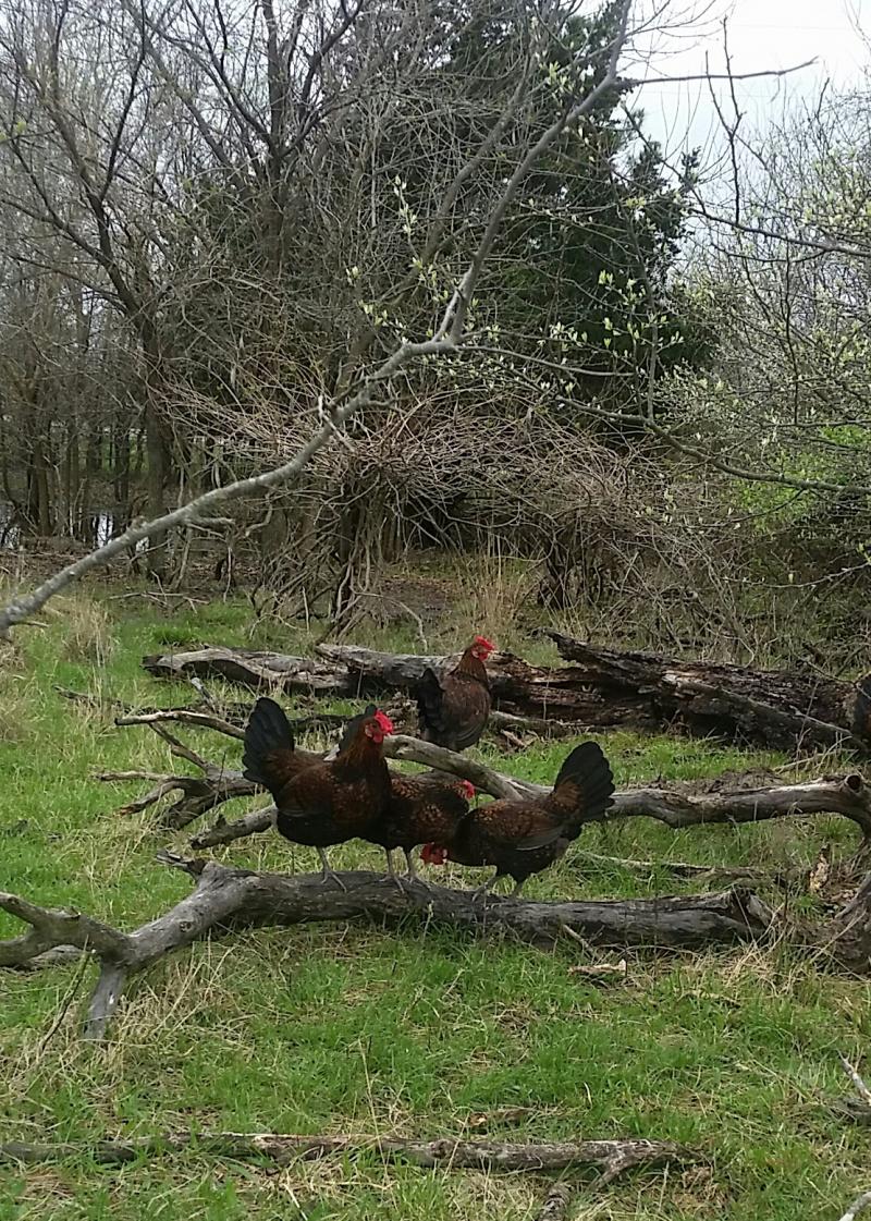 About Derbyshire Redcap Chickens: One of the Biggest Heads Around
