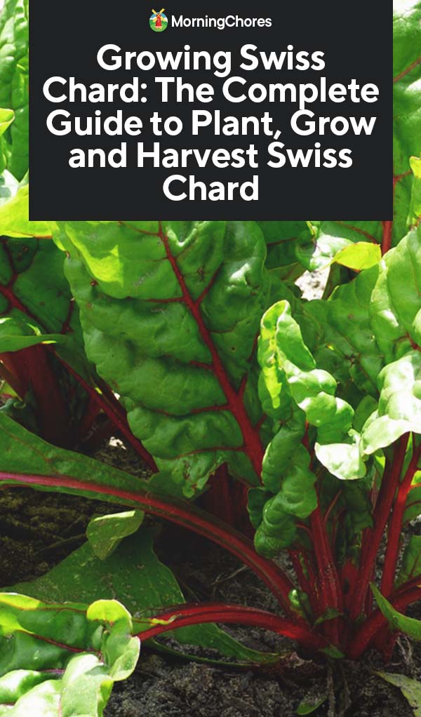 Swiss Chard: Best Varieties, Planting Guide, Care, Problems, and Harvest