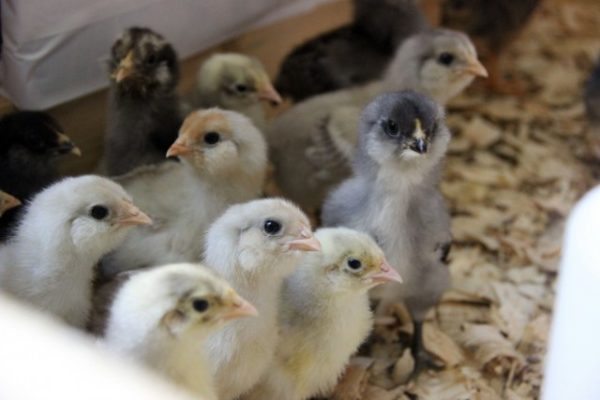 The Benefits and Concerns of Raising Turkey Poults with Chickens