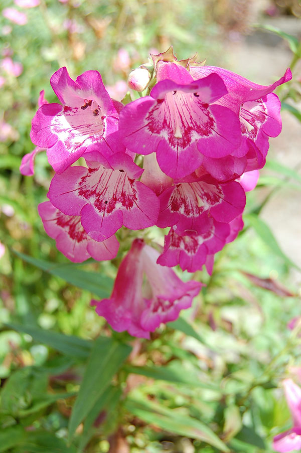 28 Gorgeous Flowers That Attract Hummingbirds