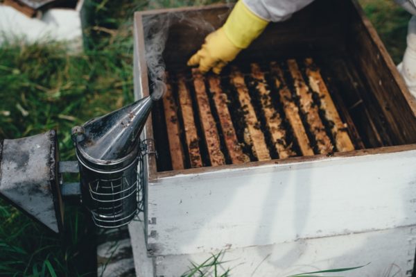 Common Bee Problems, Pests, and Diseases, and How to Fix Them