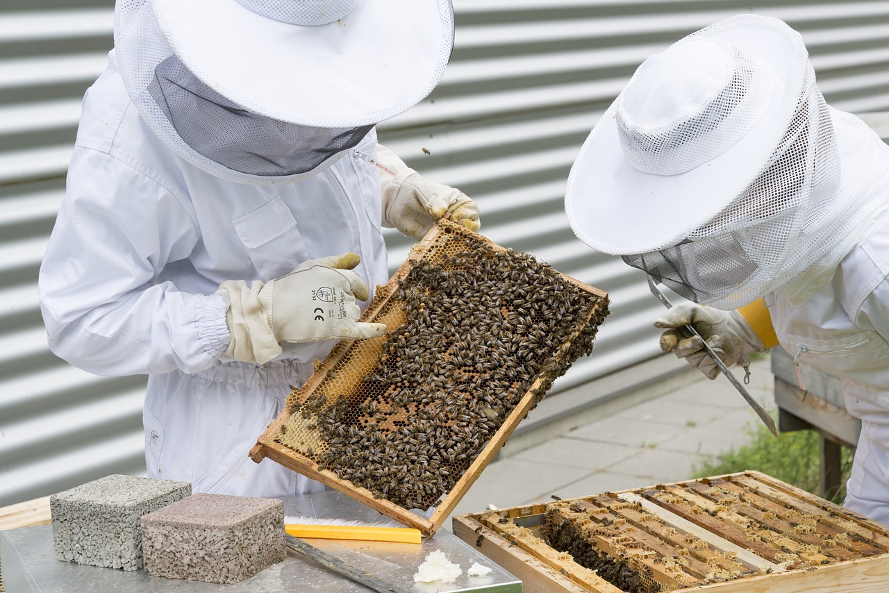 The Practical Guide on How to Start Beekeeping for Beginners
