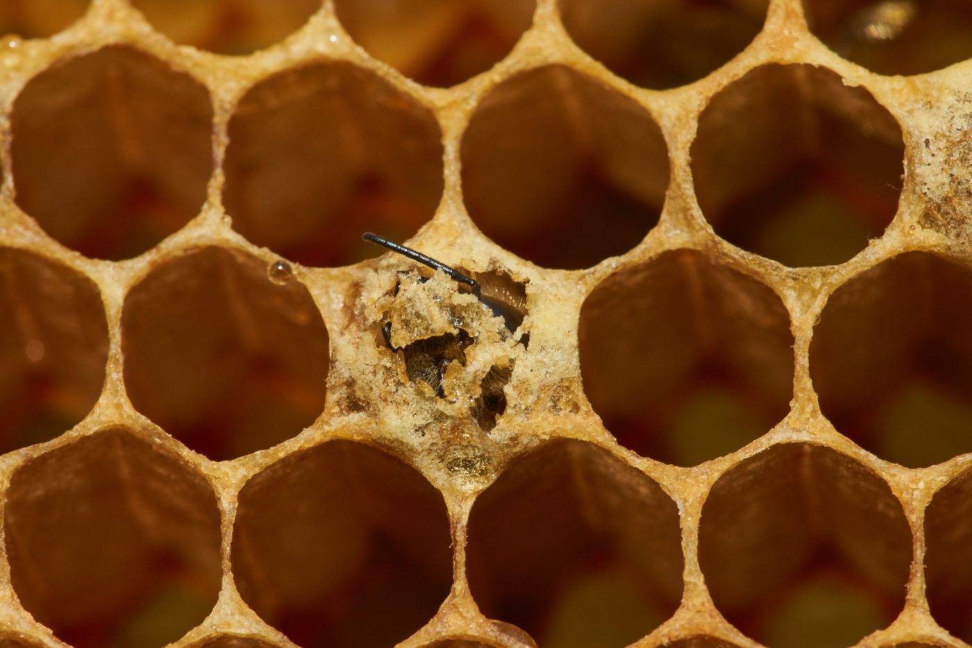 Beehive Management: How to Inspect, Handle, and Feed Your Bees Over the ...