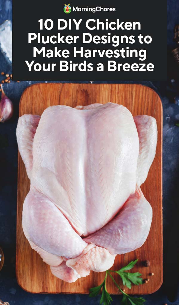 10 DIY Chicken Plucker Designs to Make Harvesting Your Birds a Breeze