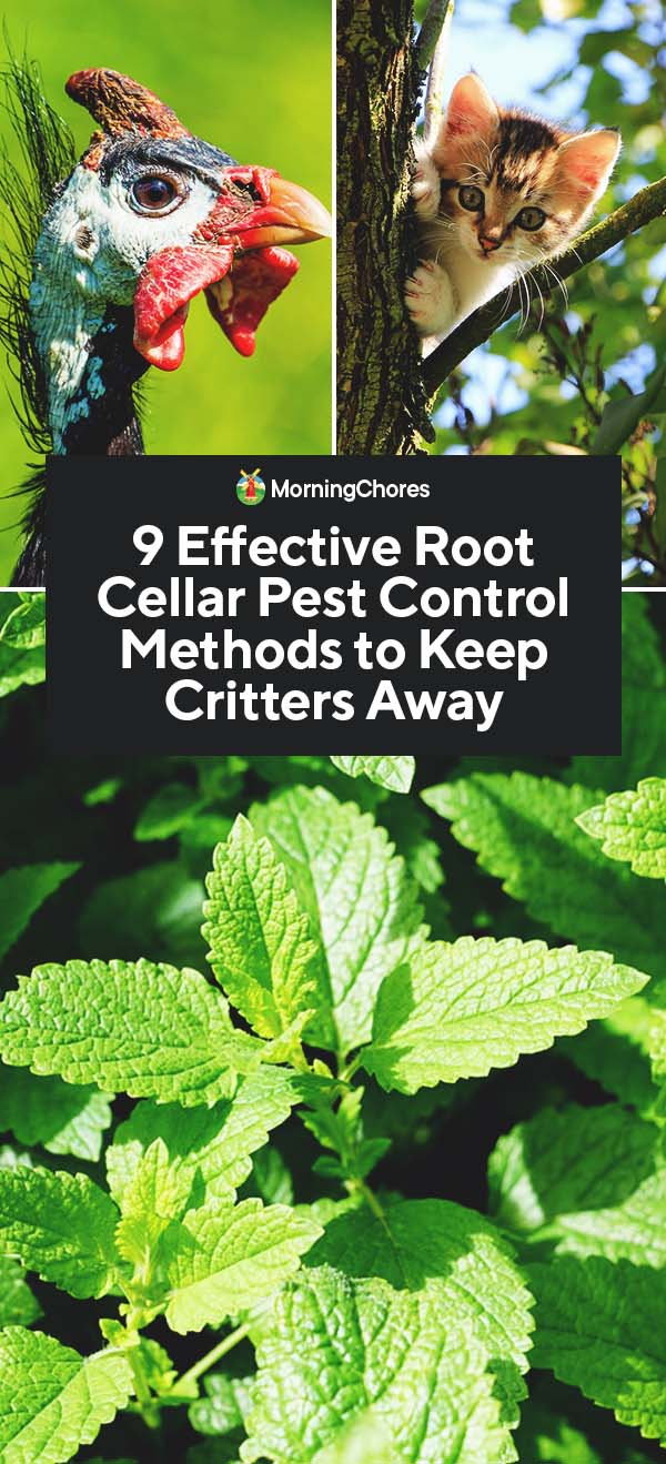 9 Effective Root Cellar Pest Control Methods to Keep Critters Away