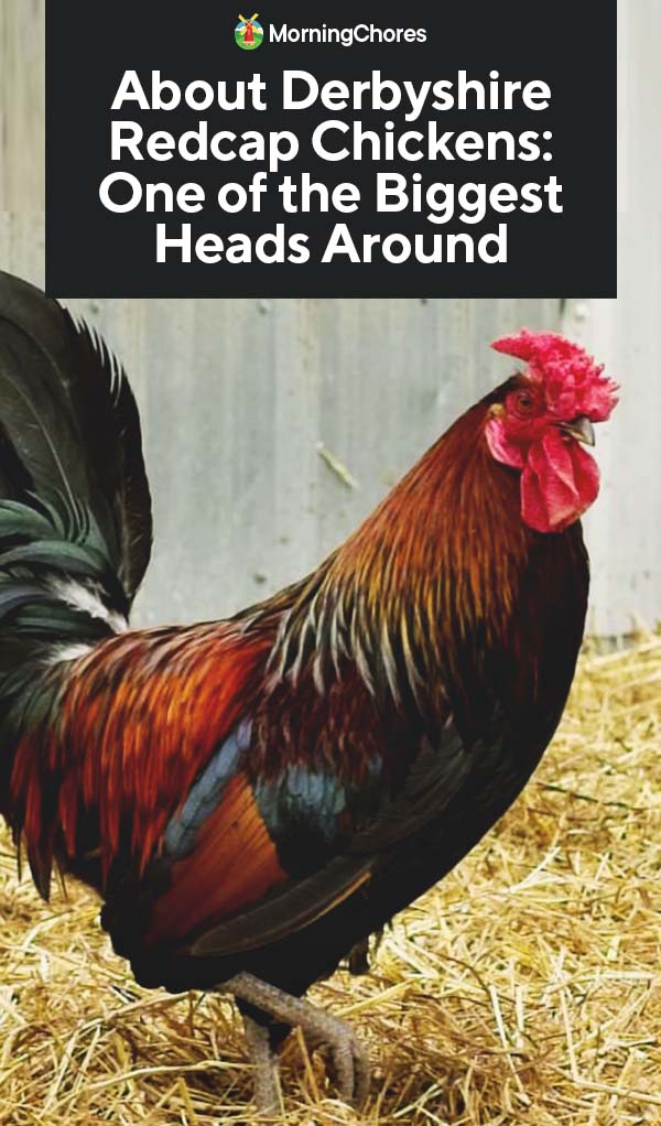 About Derbyshire Redcap Chickens: One of the Biggest Heads Around