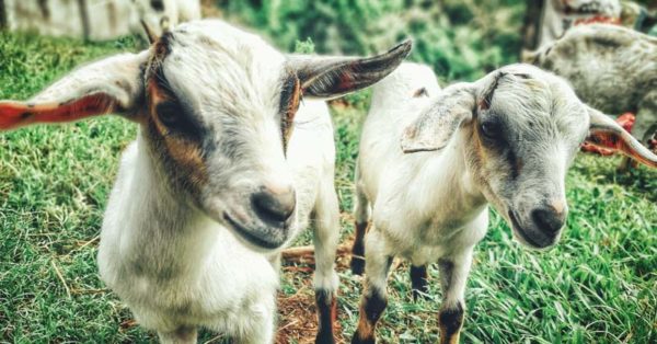 Basic Goat Care Management Responsibilities for New Goat Herd Owners