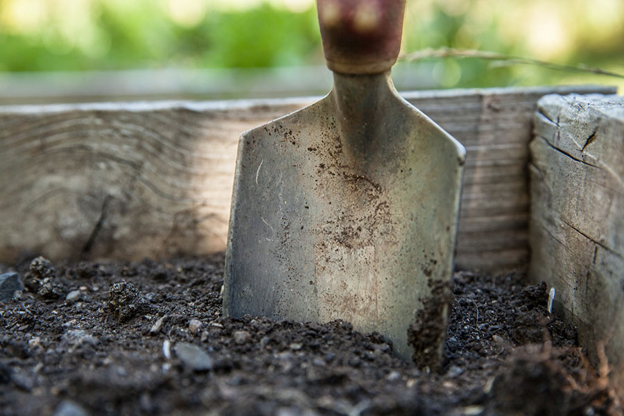 10 Easily Avoidable Causes of Carrot Splitting or Cracking