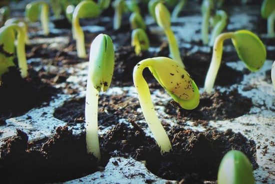 How to Mulch Your Yard in 5 Easy Steps