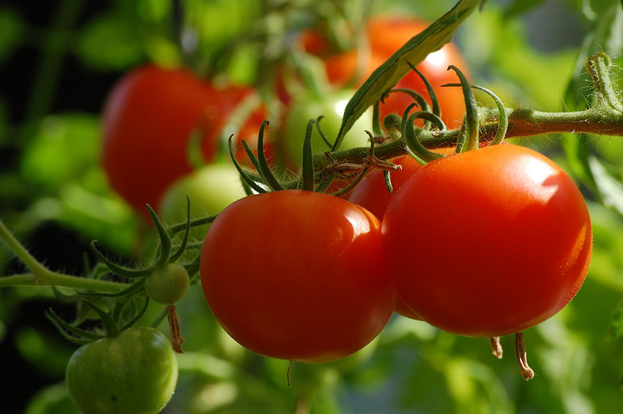 Everything You Need to Know About Growing Zones