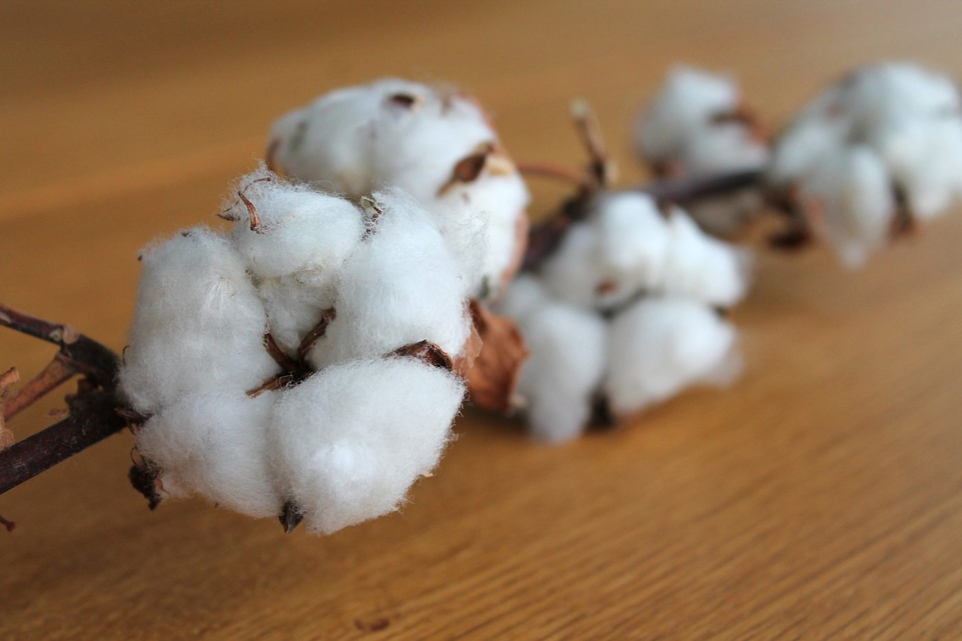 La culture du coton : Un guide complet sur la façon de planter, de ...