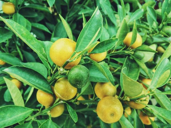 Find the Right Fruit Tree for Your Growing Zone