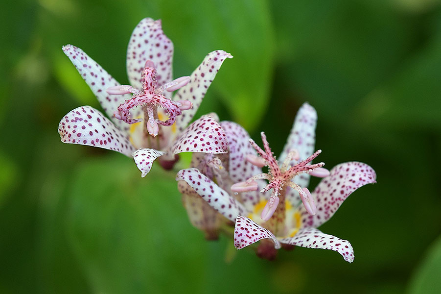 15 Cold Hardy Tropical and Tropical-Looking Plants
