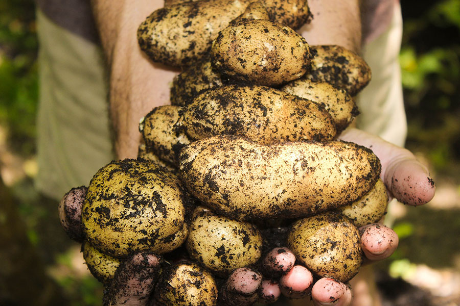 Unlocking the Secrets to Growing Underground Plants