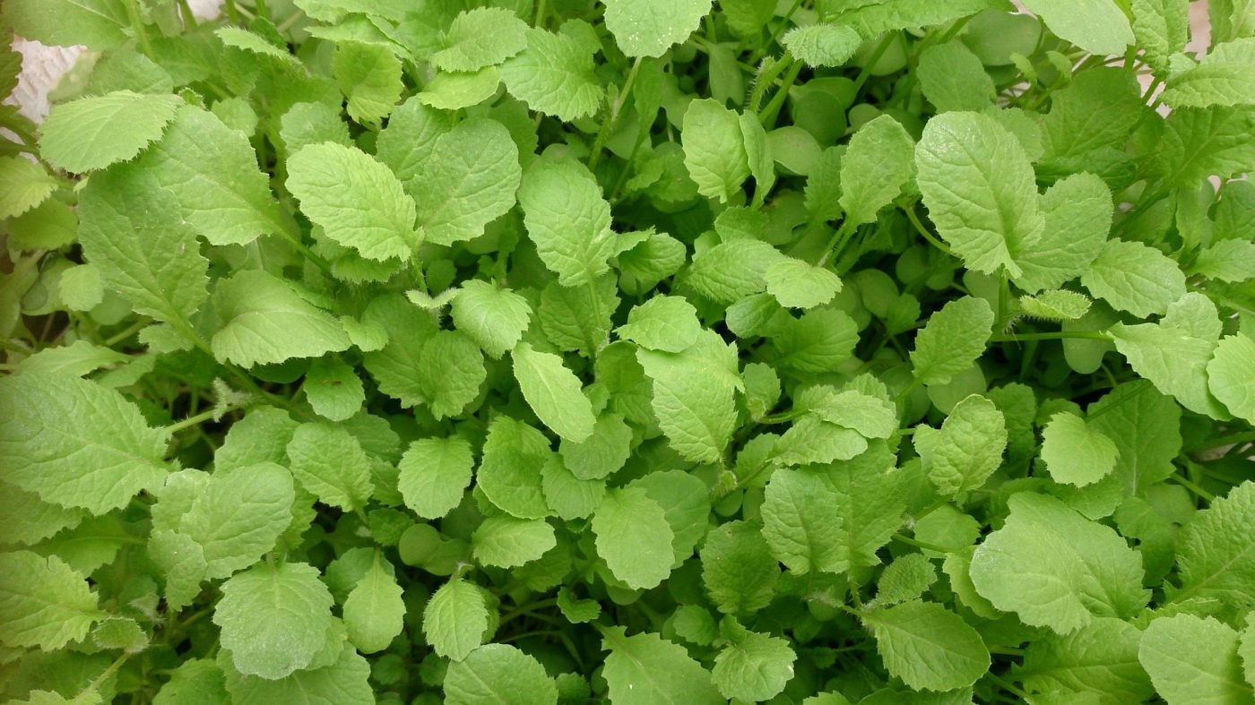 How to Grow Trap Crops to Keep Pests Under Control