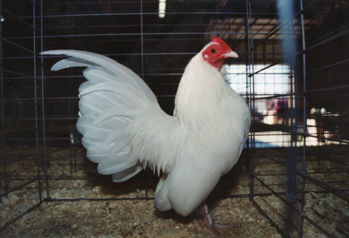Old English Game Bantam Chicken: Small and Showy Lawn "Ornaments"