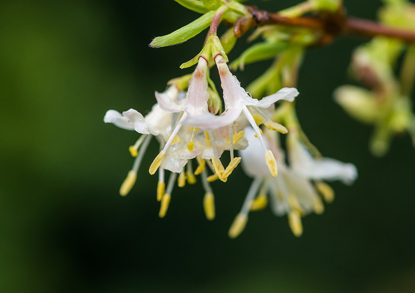 24 Winter Flowers That Will Add Vibrant Color to Your Garden