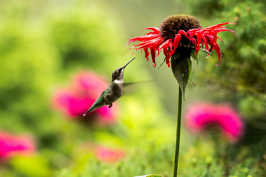 21 Bee-Friendly Plants to Attract Pollinators to Your Garden
