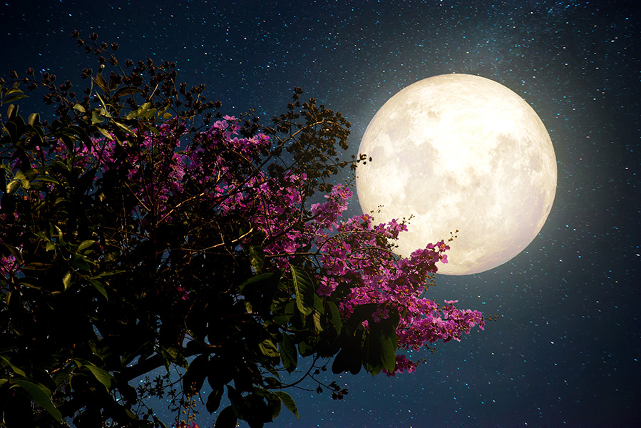 The Truth About Planting By The Moon