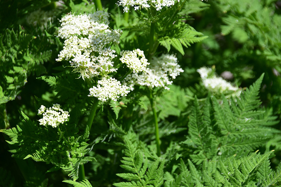 14 Versatile Herbs That Grow in the Shade