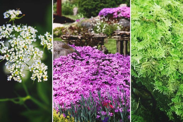 17 Fast-Growing Plants for a Fast Harvest