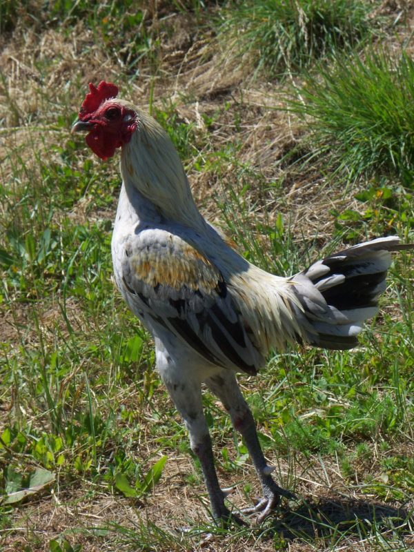 Modern Game Chicken A Leggy And Unique Breed