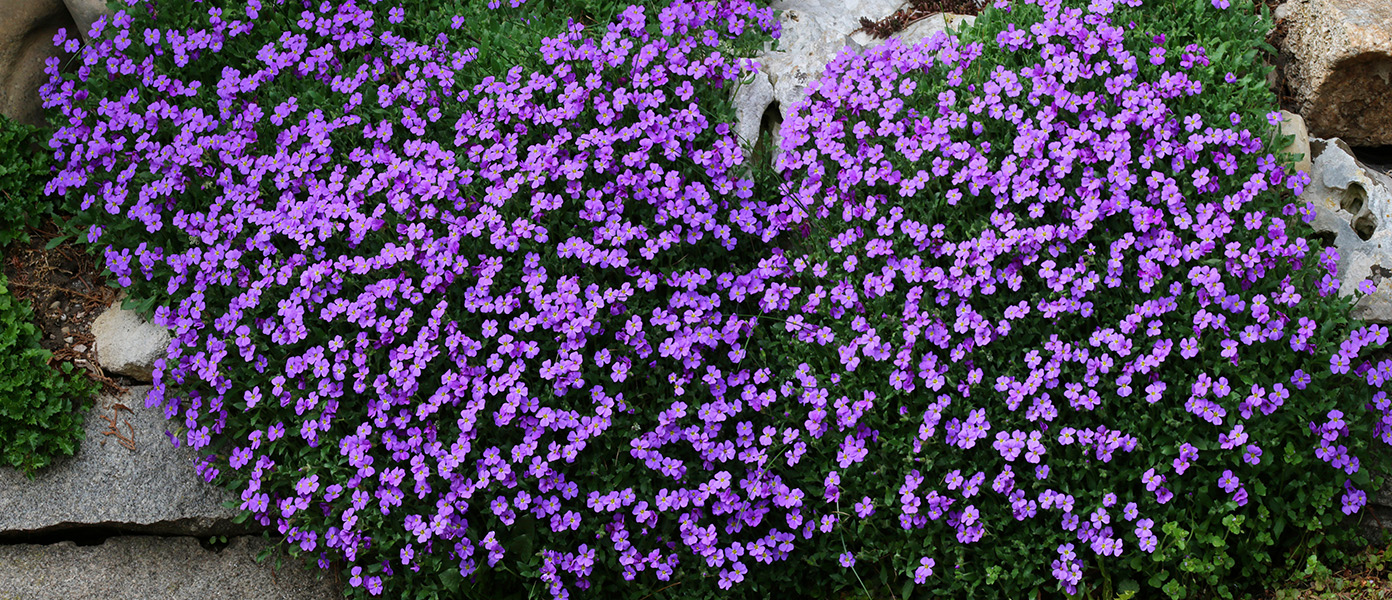 16 Fast Growing Ground Cover Plants to Transform Your Yard