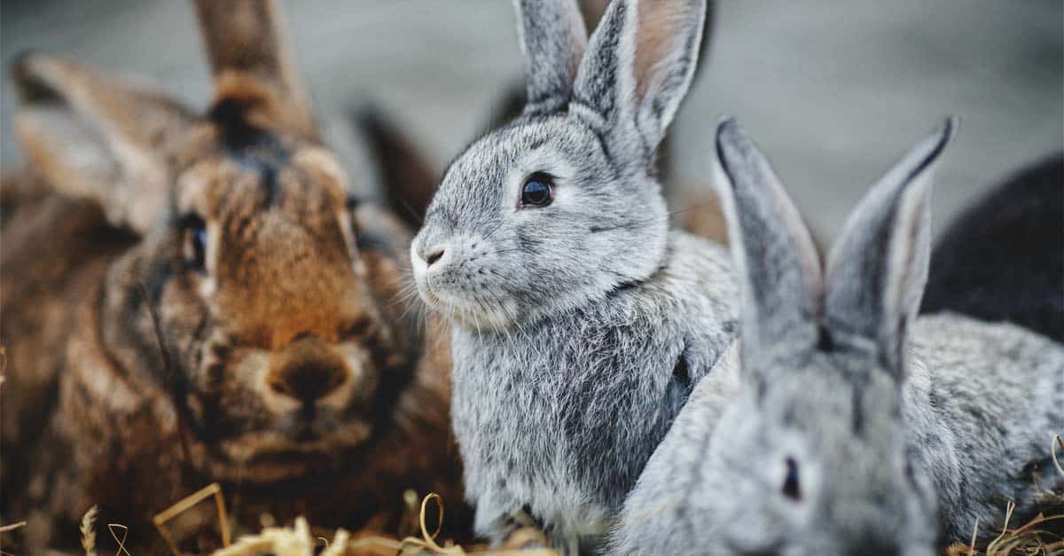 How To Use Rabbit Poop As Fertilizer