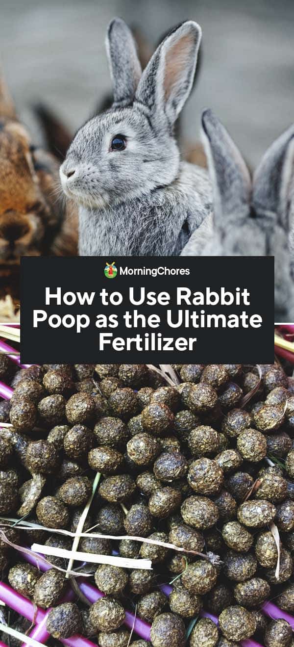 How To Use Rabbit Poop As Fertilizer How To Use Rabbit Poop As Fertilizer