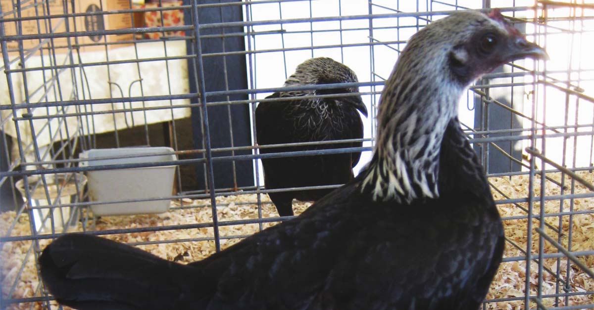Modern Game Chicken A Leggy And Unique Breed