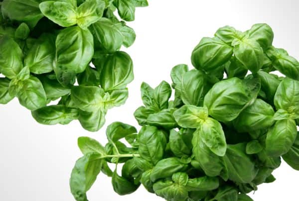 20 Full Sun Vegetables and Herbs for the Hot Spots in Your Garden