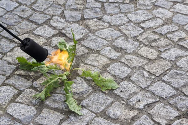 The Best Organic Weed Control Methods Out There