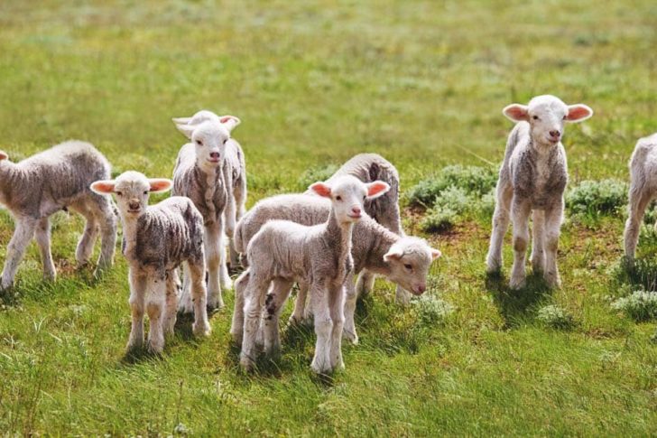 Steps to Ensure Successful Sheep Breeding and Lambing in the Fall