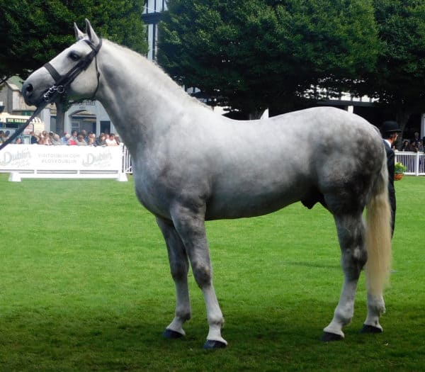 The 10 Best Draft Horse Breeds to Help You on the Homestead