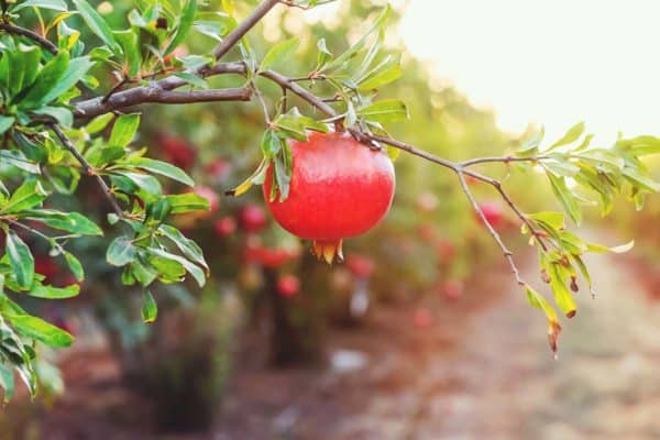 Pomegranate Trees: Best Varieties, Growing Guide, Care, Problems, and ...
